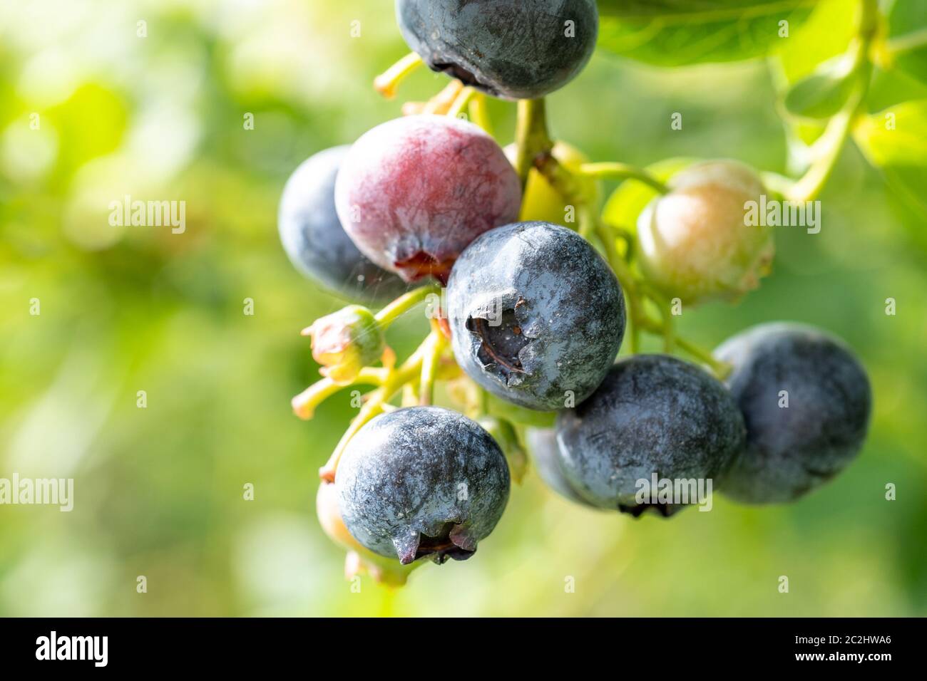 Poisonous when unripe hi-res stock photography and images - Alamy