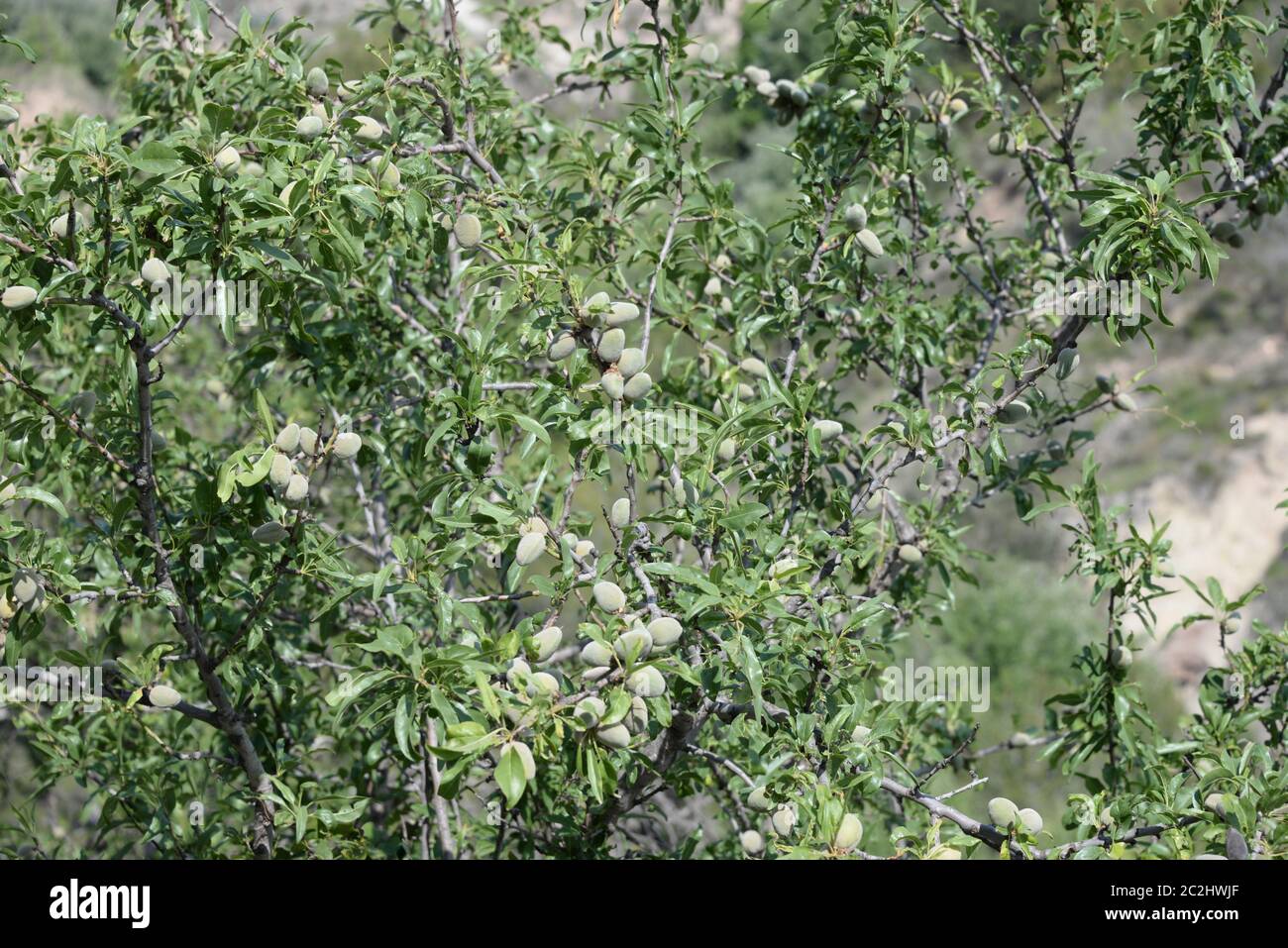 fresh almonds on tree, Costa Blanca, Spain Stock Photo - Alamy