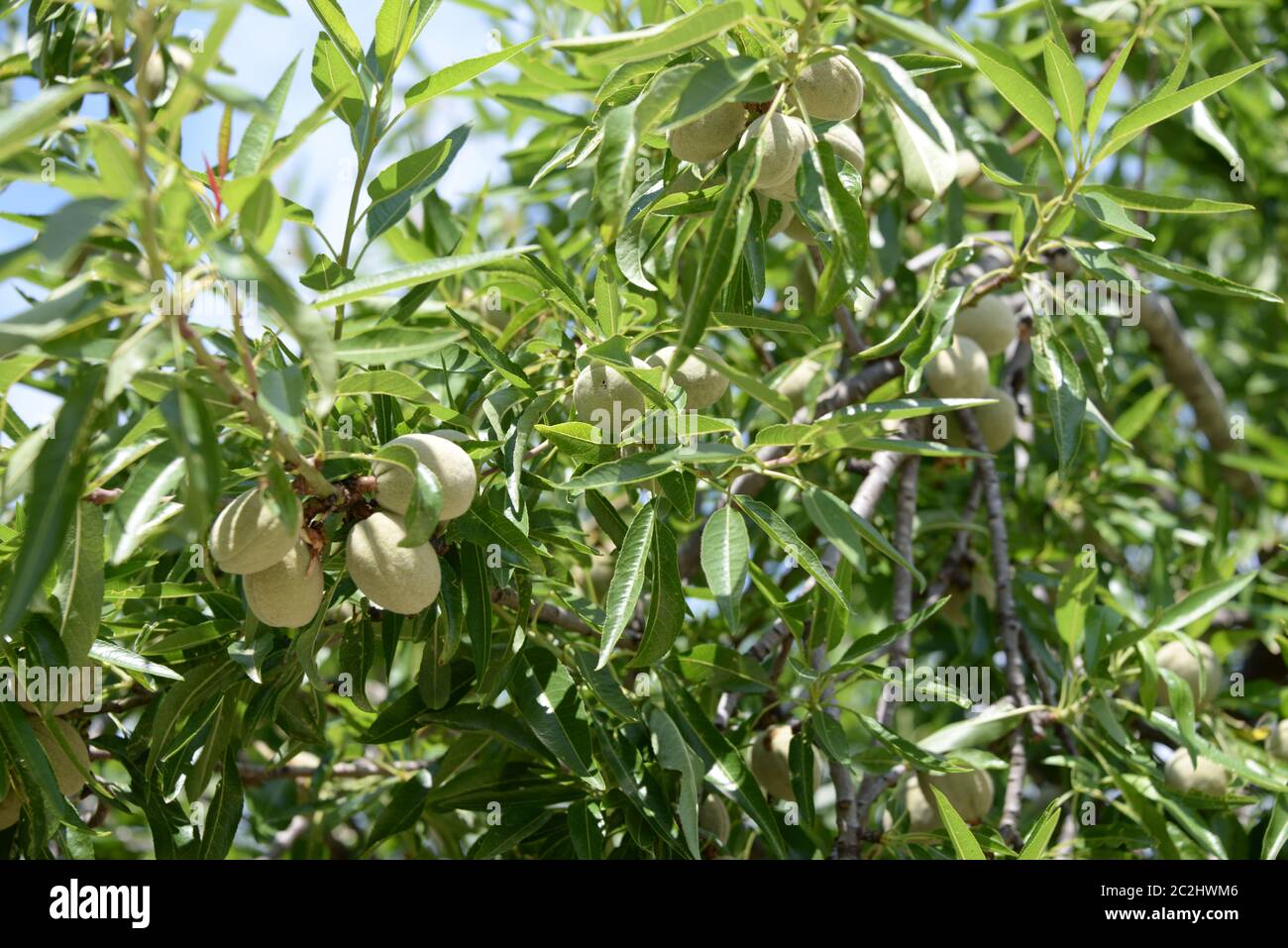 fresh almonds on tree, Costa Blanca, Spain Stock Photo - Alamy