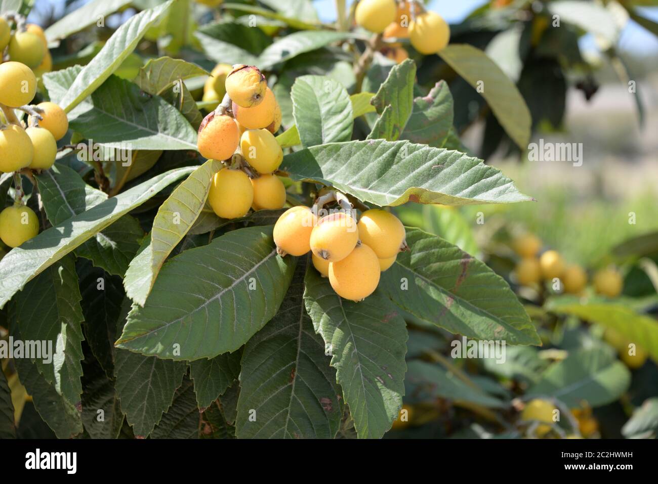 yellow medlars on tree in the province of Valencia, Spain Stock Photo ...