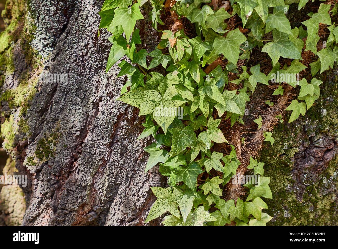 Ivy growing on an old thick tree trunk Stock Photo - Alamy