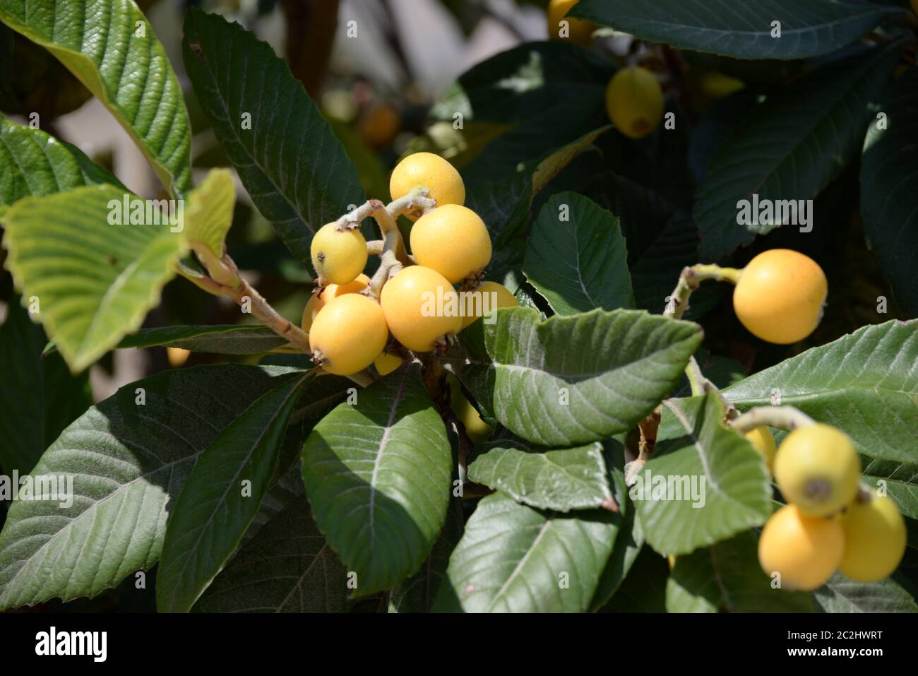 yellow medlars on tree in the province of Valencia, Spain Stock Photo ...
