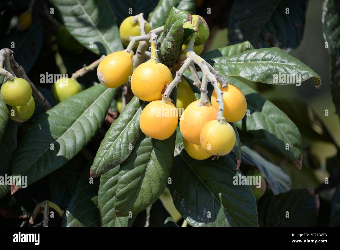 yellow medlars on tree in the province of Valencia, Spain Stock Photo ...