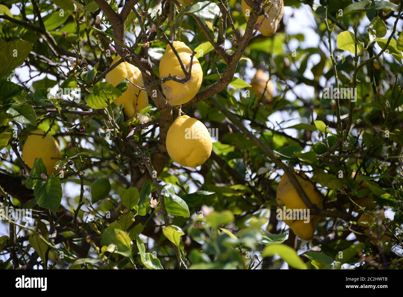 yellow lemons at the lemon tree, Province of Alicante, Costa Blanca ...