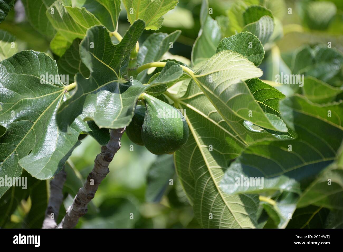 small figs and fresh leaves on the fig tree, Costa Blanca, Spain Stock ...