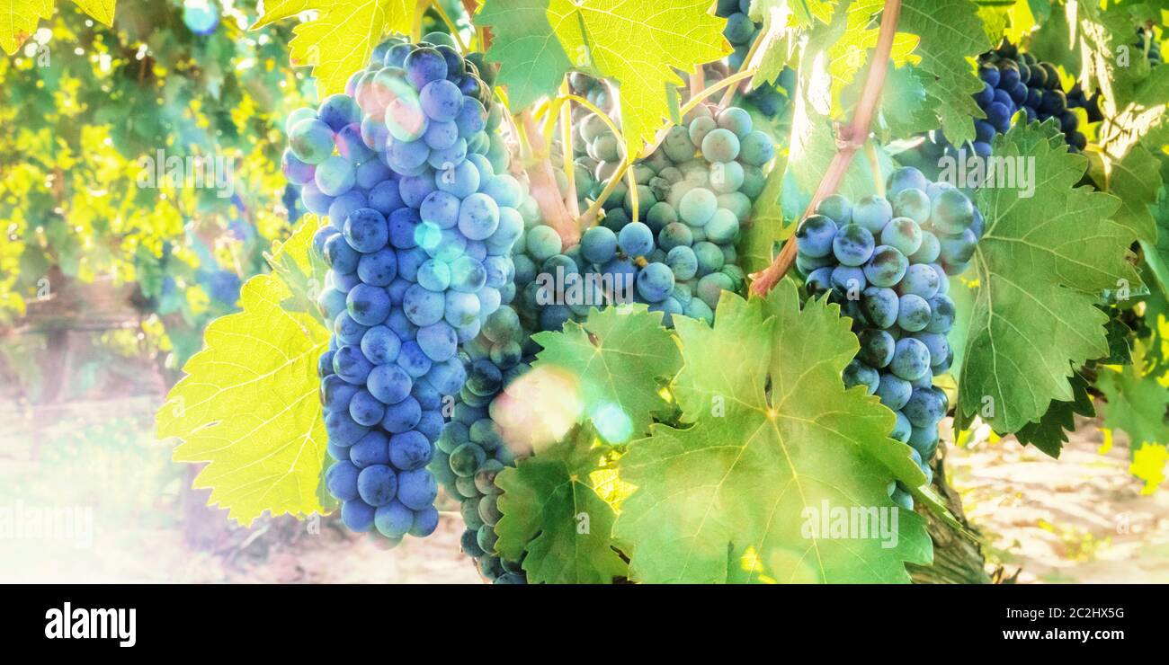 A panorama of wine grapes at a sunny vineyard right before the autumn ...