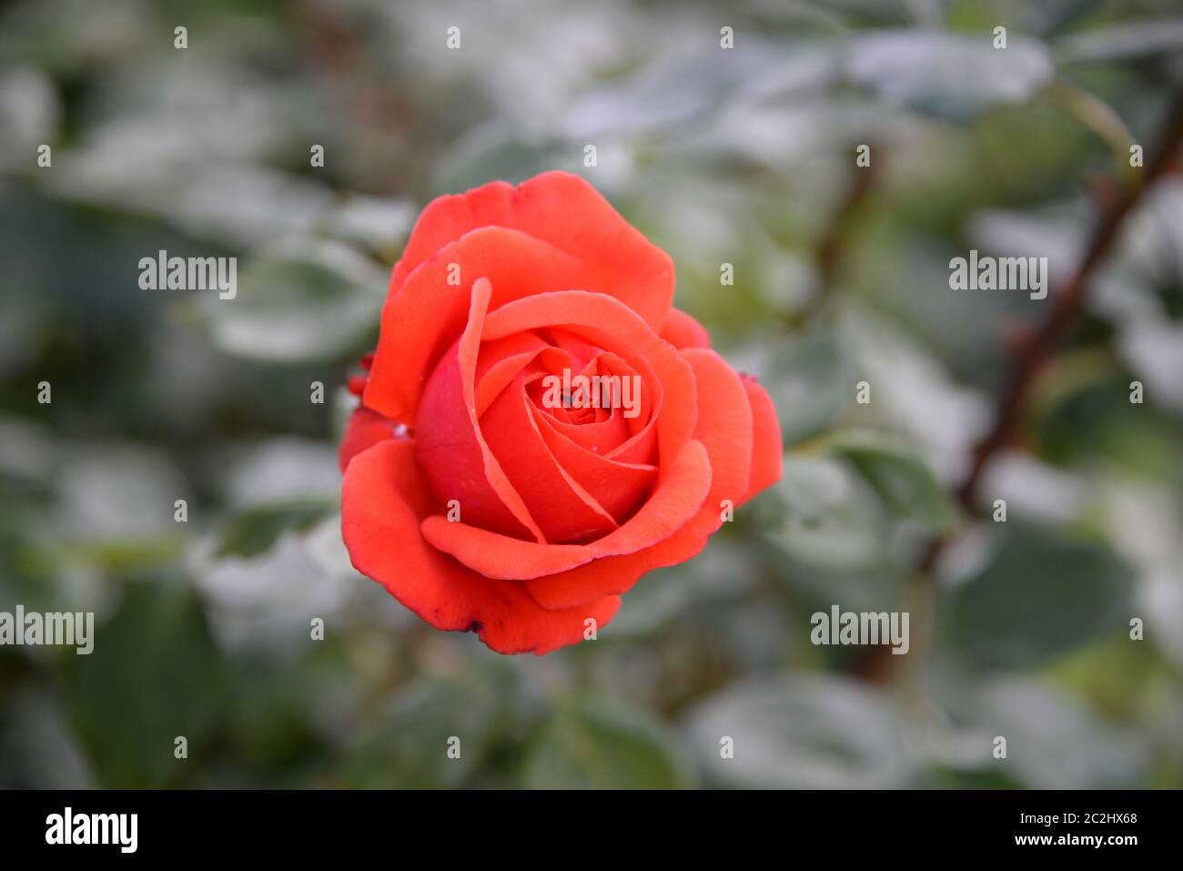red roses in the garden in the province of Alicante, Costa Blanca ...