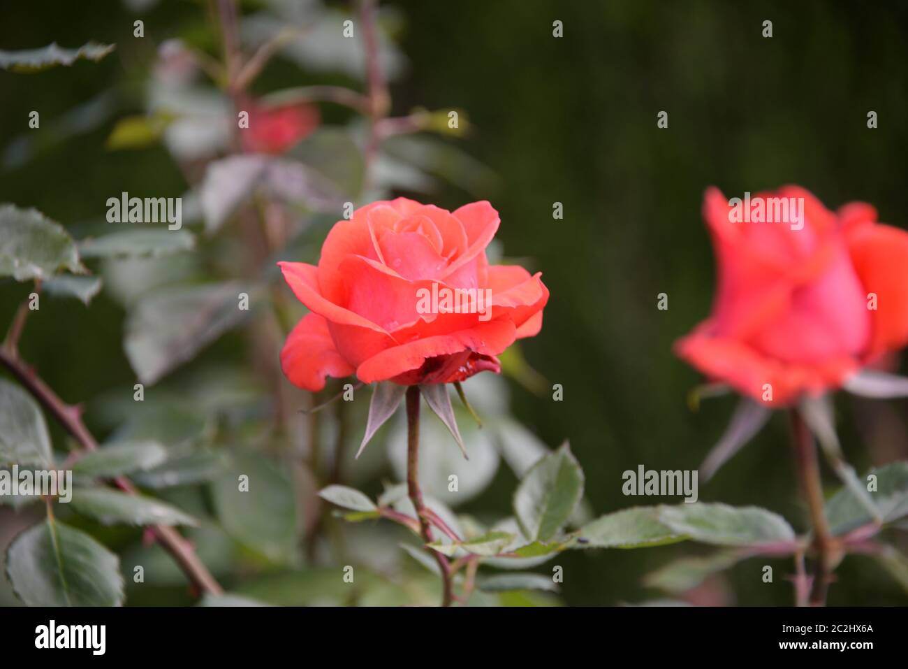 red roses in the garden in the province of Alicante, Costa Blanca ...