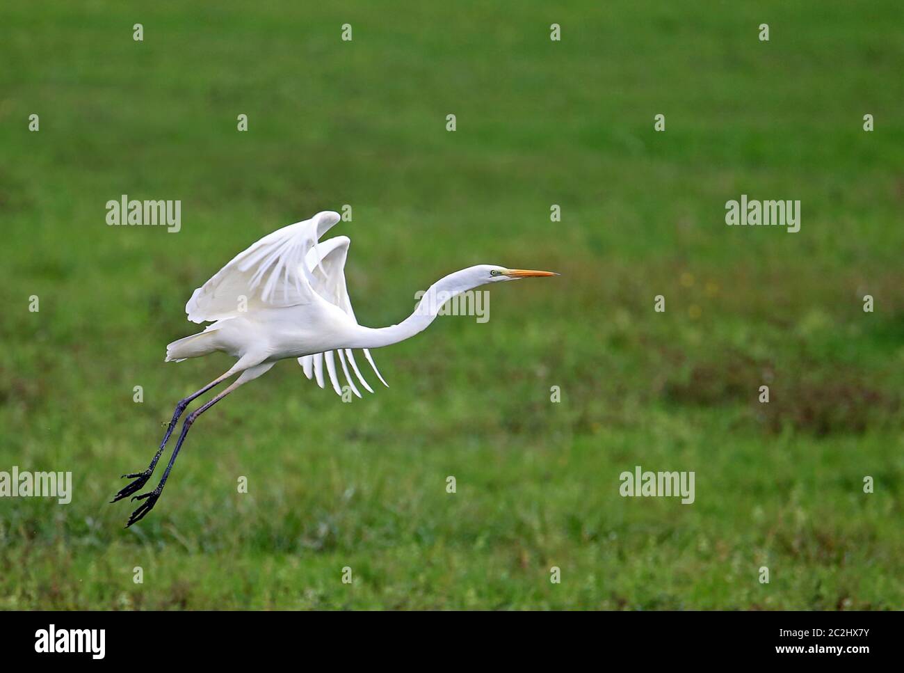 Silver Heron High Resolution Stock Photography and Images - Alamy