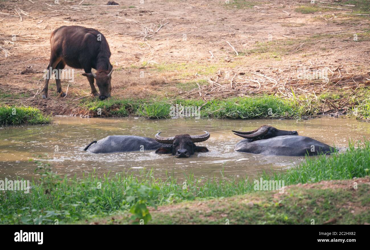 water buffalo resting in mud pond Stock Photo - Alamy
