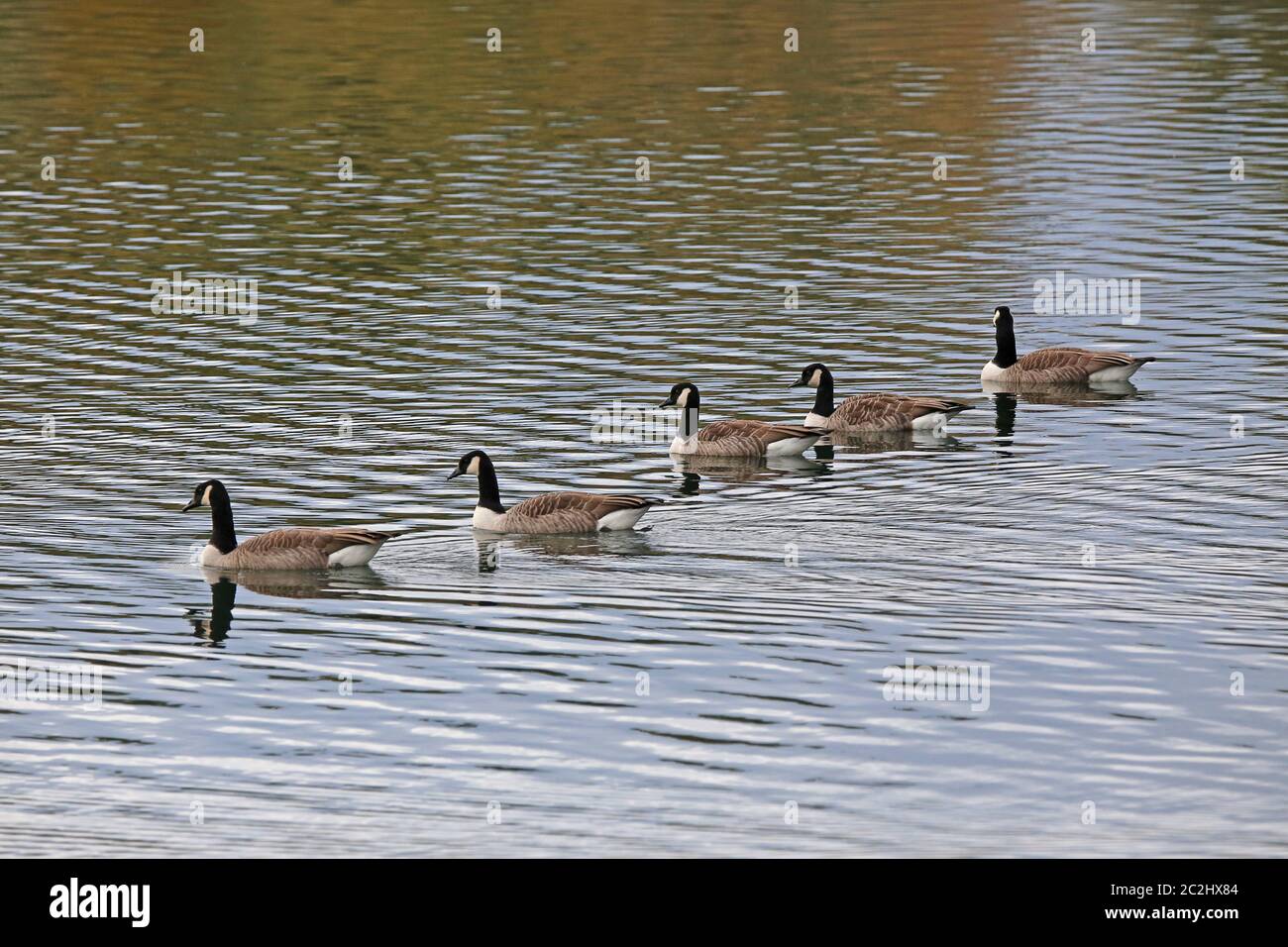 Five Canada geese Branta canadensis diagonal Stock Photo - Alamy