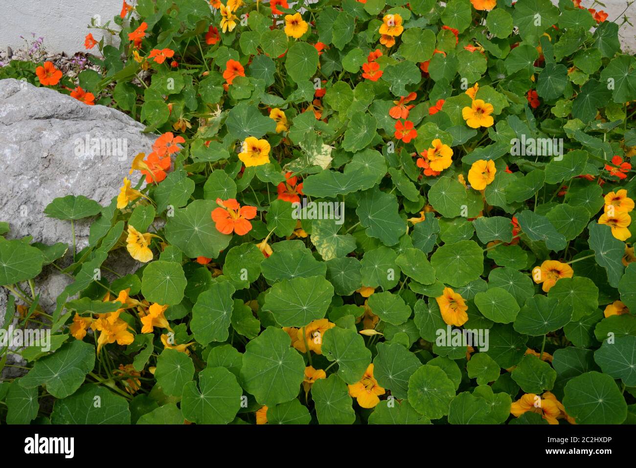 Spring flowers at the Costa Blanca, Spain Stock Photo - Alamy