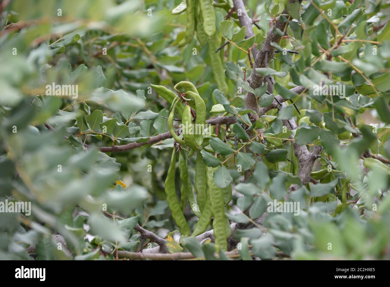 The fruit of the baobab tree hi-res stock photography and images - Alamy