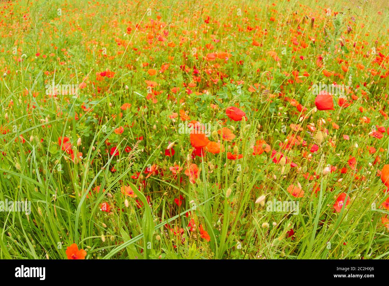 Flower flora nature poppies hi-res stock photography and images - Alamy