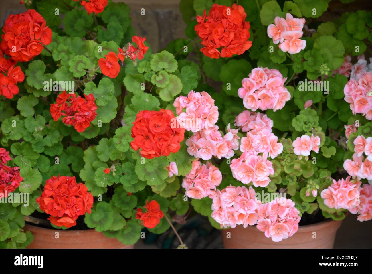 Geraniums in front of the window in the province of Alicante, Spain ...