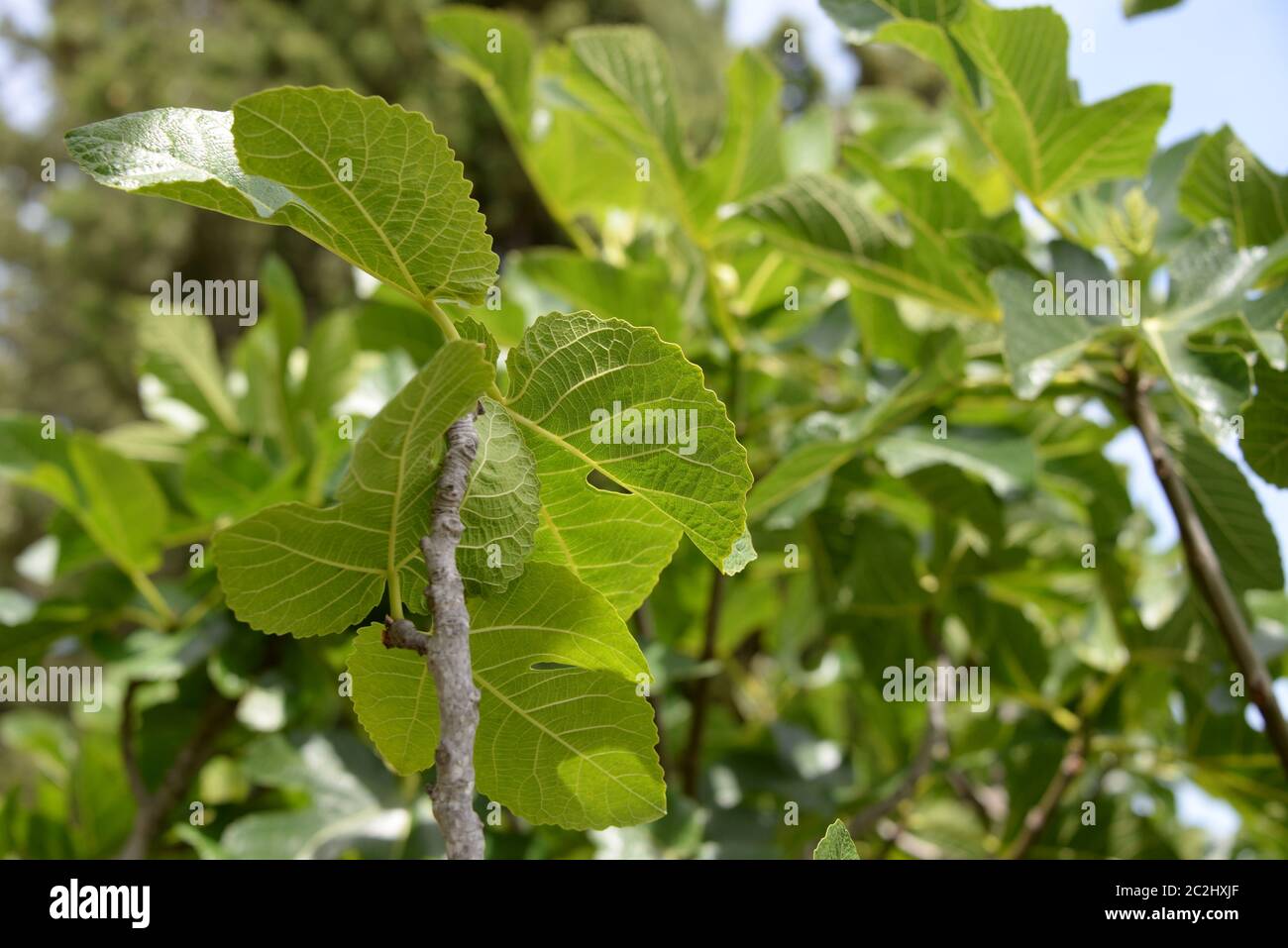 fresh leaves on the fig tree, Costa Blanca, Spain Stock Photo - Alamy