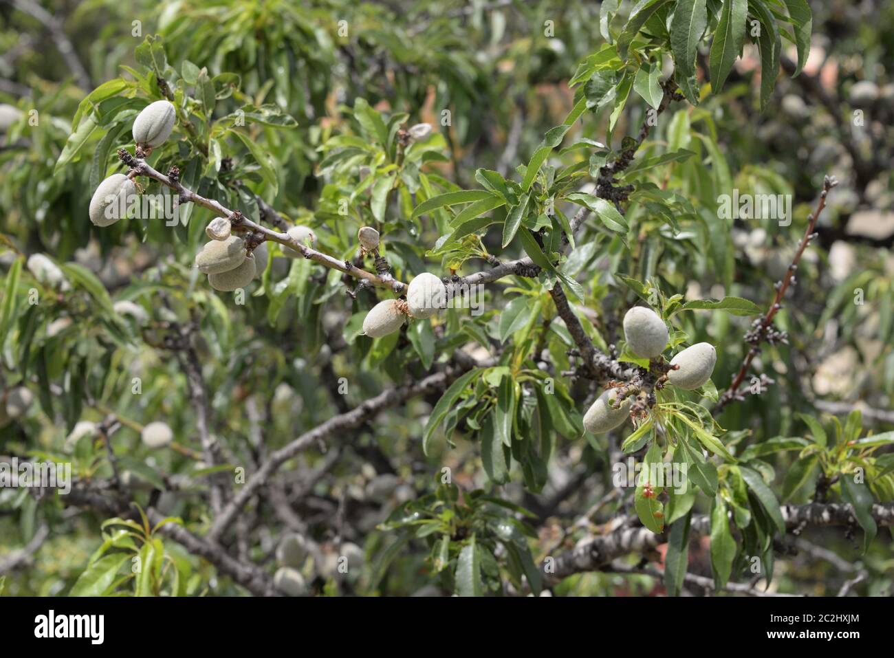 fresh almonds on tree, Costa Blanca, Spain Stock Photo - Alamy