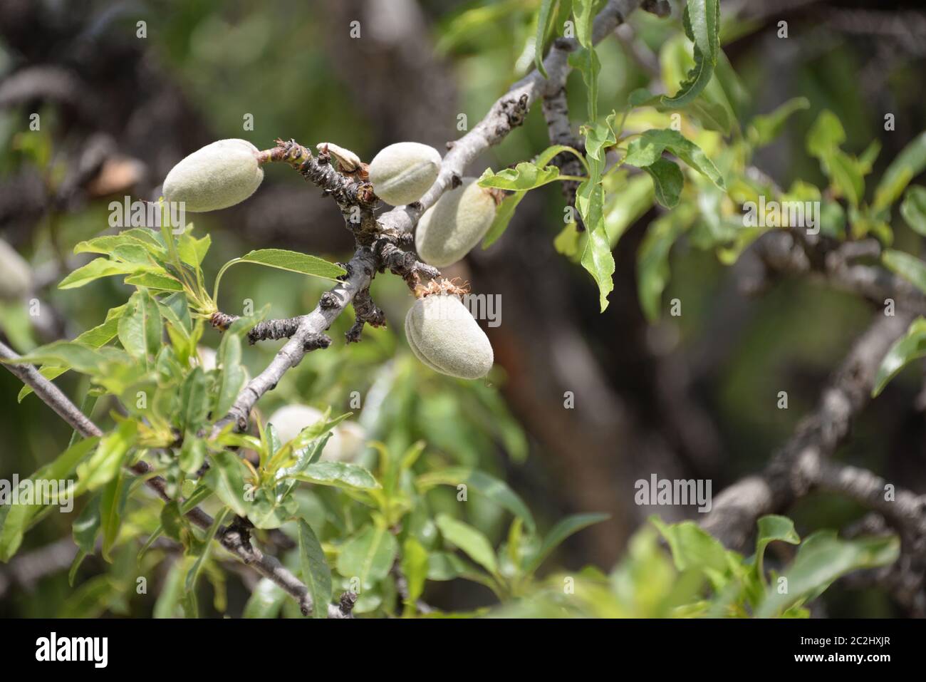fresh almonds on tree, Costa Blanca, Spain Stock Photo - Alamy