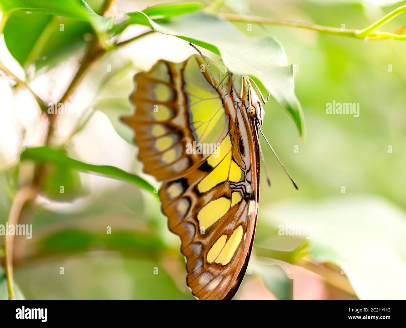Pretty malachite hi-res stock photography and images - Alamy