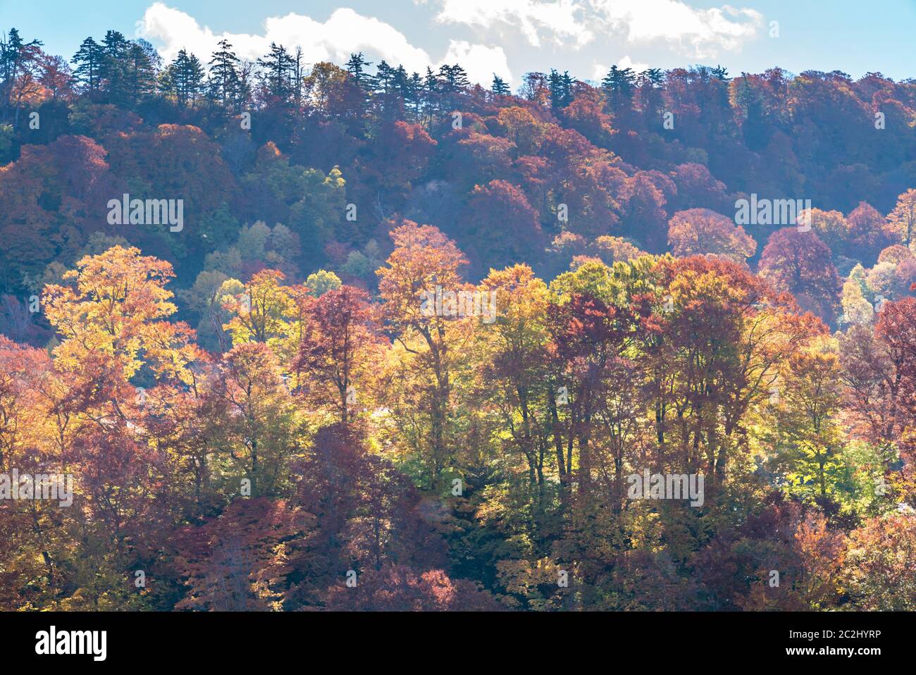 Sunset Forest Autumn Akita Japan Stock Photo - Alamy