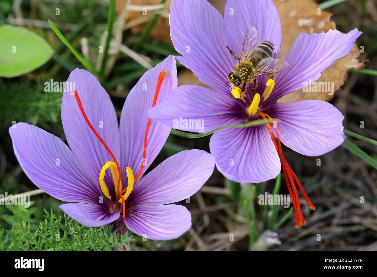 Bee on a saffron flower Stock Photo - Alamy