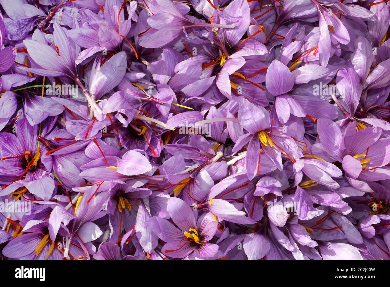 Saffron blossom hi-res stock photography and images - Alamy