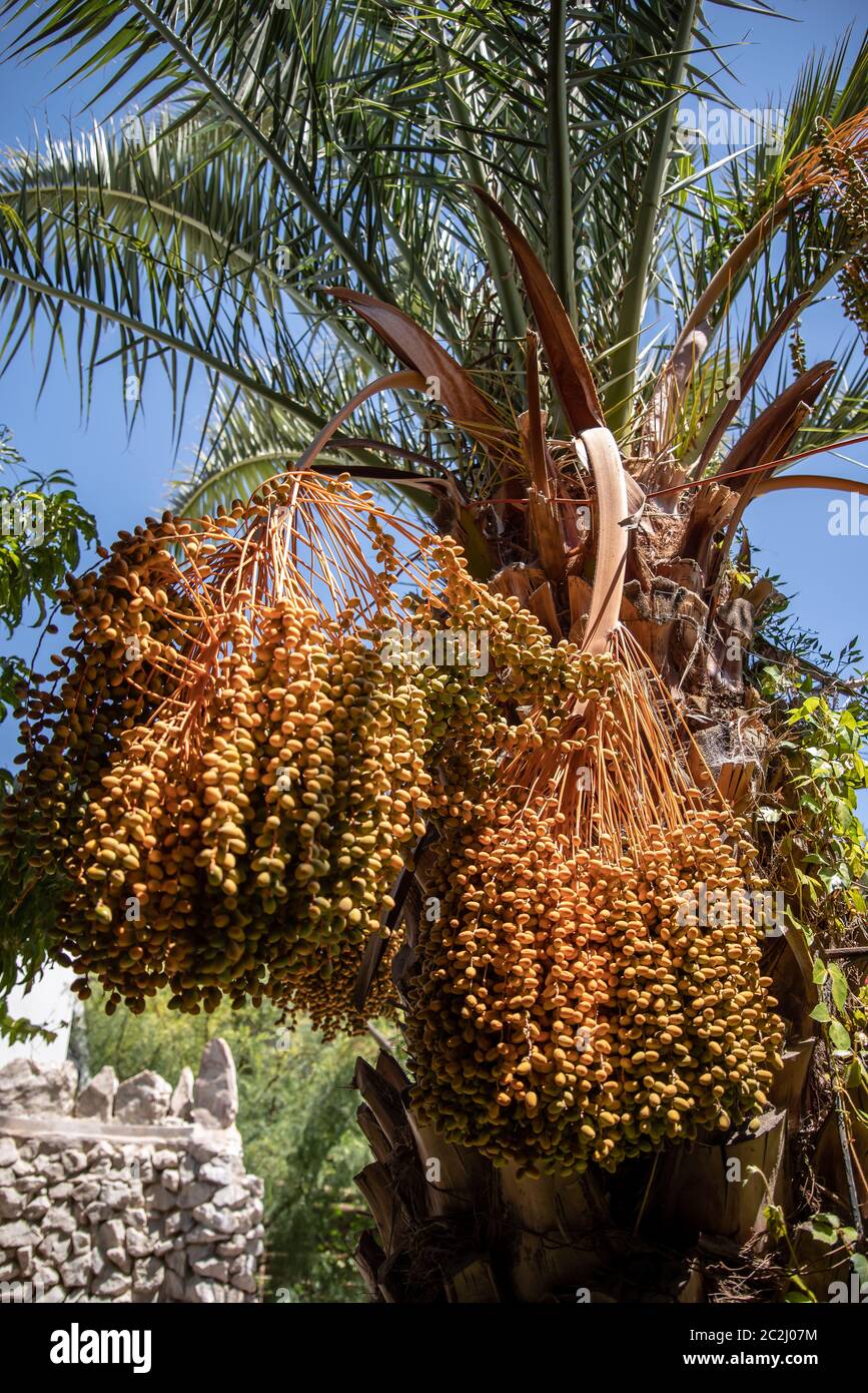Beautiful palm tree hi-res stock photography and images - Alamy