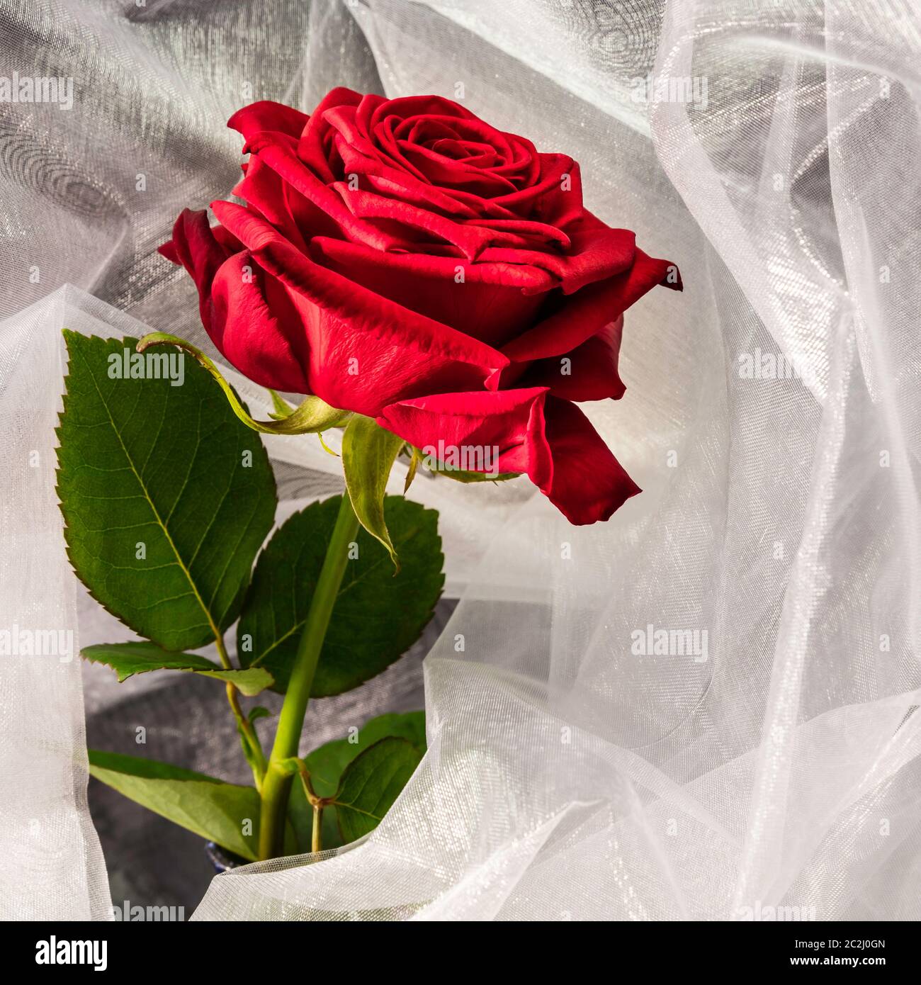 Red rose with white veil Stock Photo - Alamy