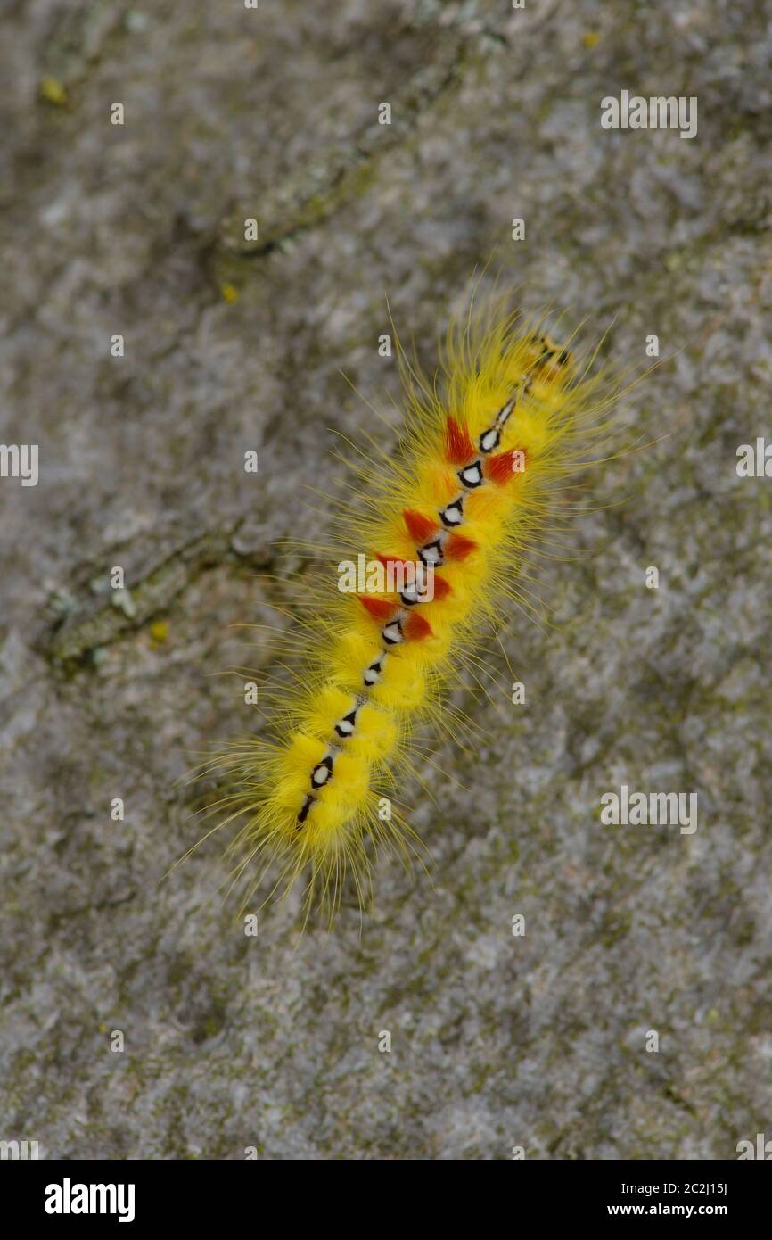 Caterpillar on daisy hi-res stock photography and images - Alamy