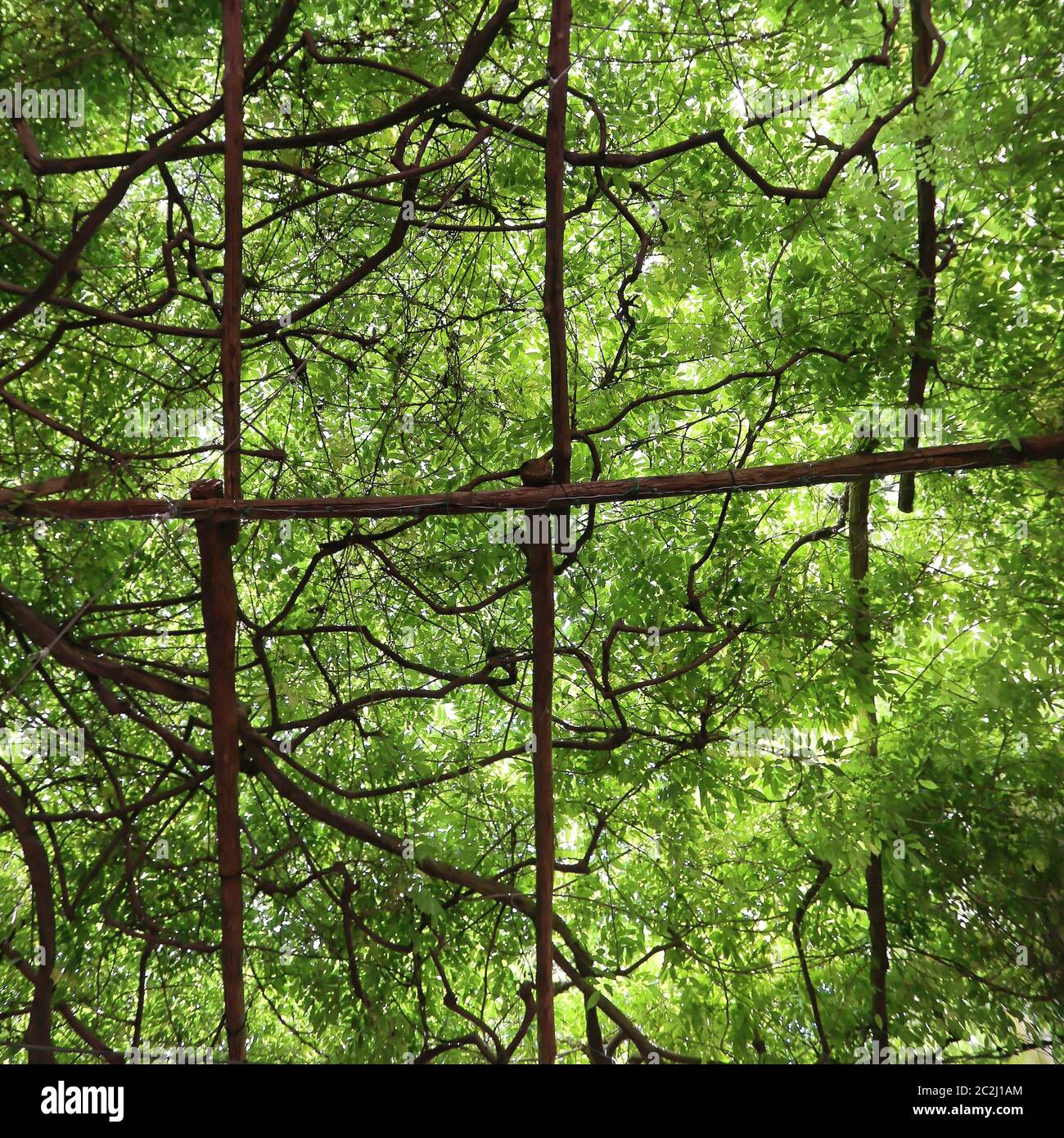Grape vine trellis hi-res stock photography and images - Alamy