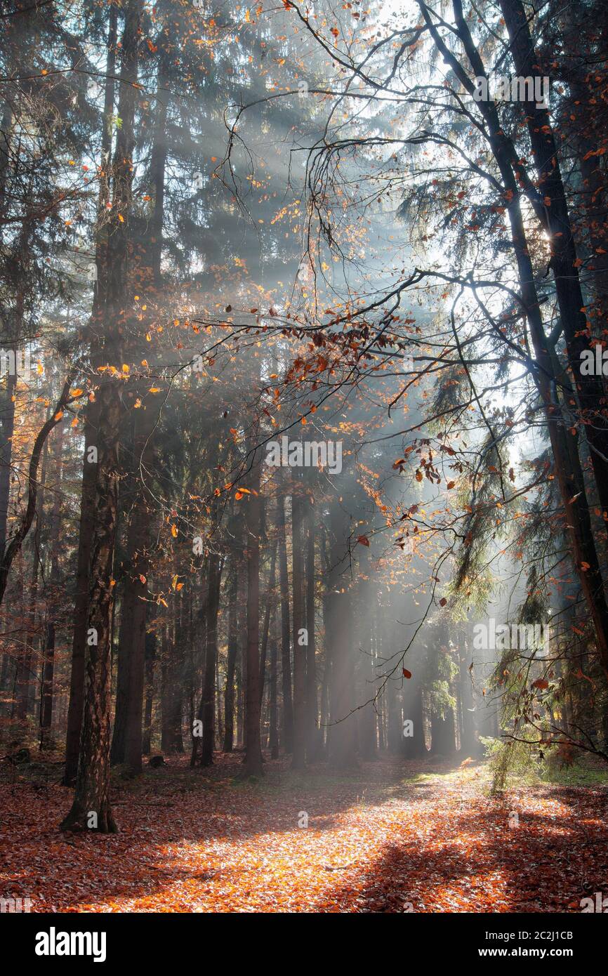 God beams - sun rays in the early morning forest. Voderady Beechwood ...