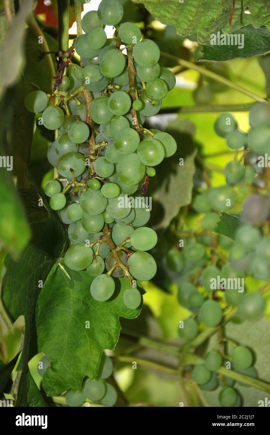 bunch of grapes Stock Photo - Alamy