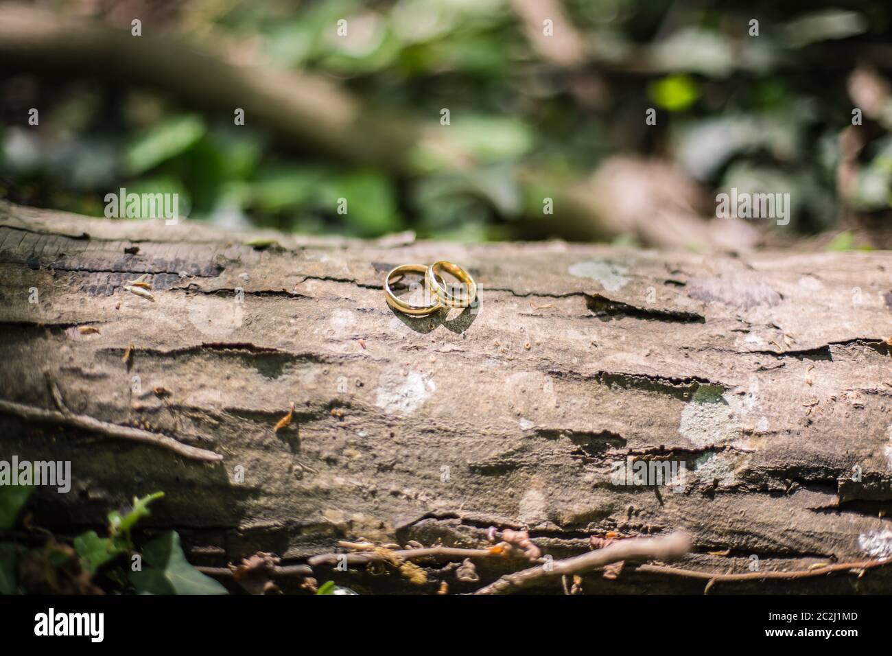 Plain gold wedding rings placed on a log in the forest, with copy space ...