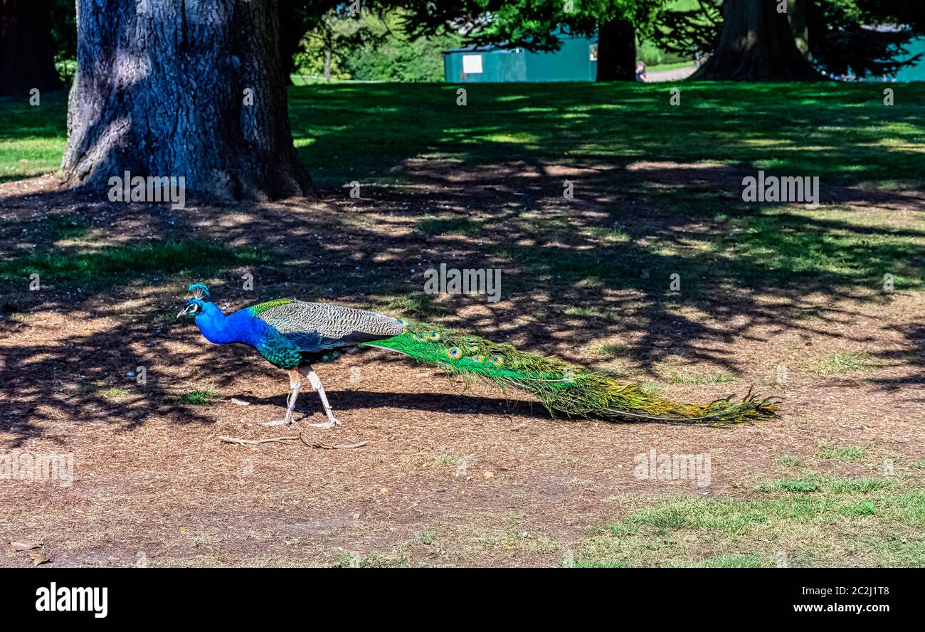 Green peafowl hi-res stock photography and images - Alamy
