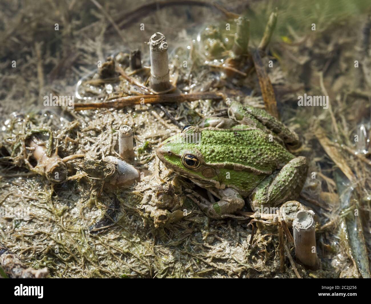 Frog in the mud on a lake Stock Photo - Alamy