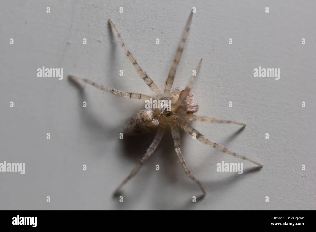 Domestic house spiders hi-res stock photography and images - Alamy