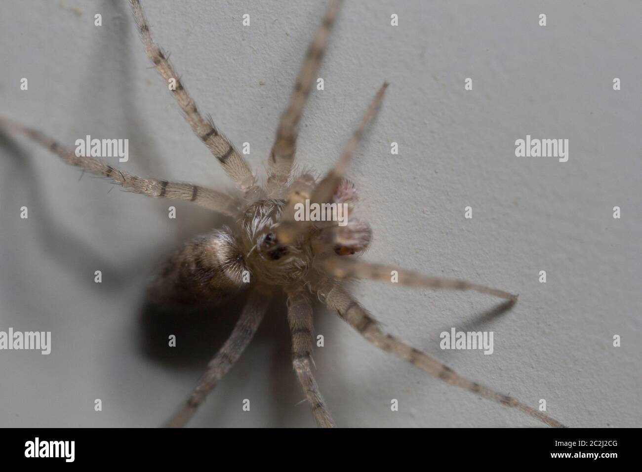 Domestic house spiders hi-res stock photography and images - Alamy