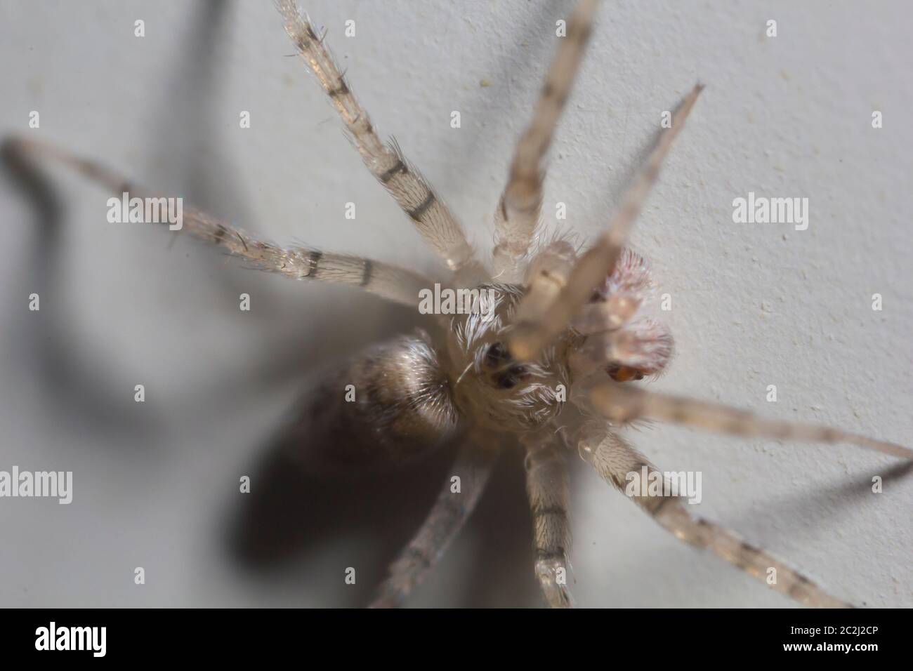 Domestic house spiders hi-res stock photography and images - Alamy