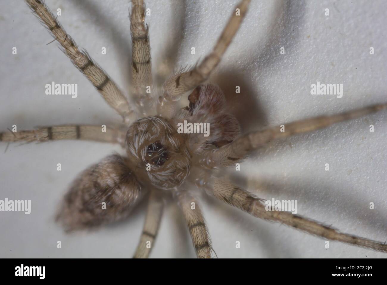 Domestic House Spiders High Resolution Stock Photography and Images - Alamy