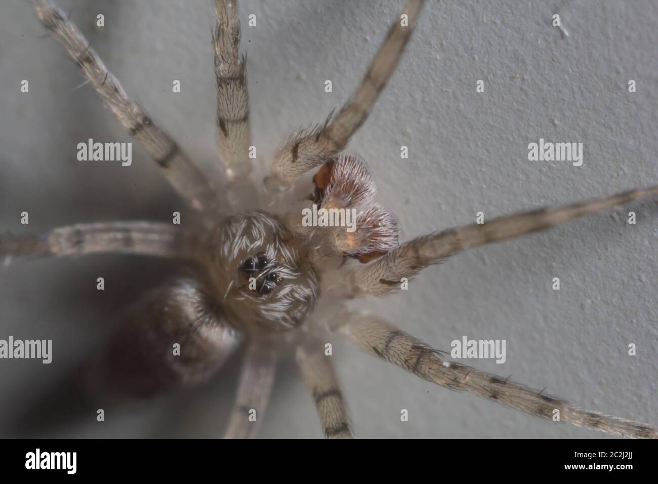 Domestic House Spiders High Resolution Stock Photography and Images - Alamy