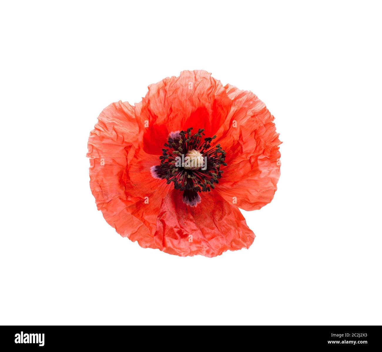 Remembrance poppy cut out hi-res stock photography and images - Alamy