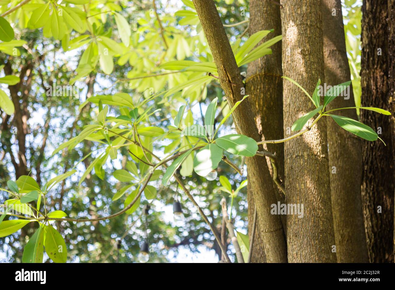Green tree leaves in summer hi-res stock photography and images - Alamy