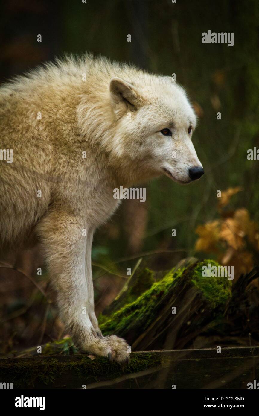 Greenland wolf hi-res stock photography and images - Alamy