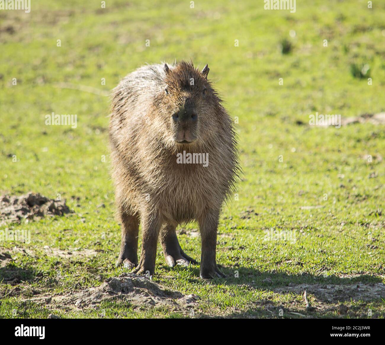 Image of a capybara on a green grass Stock Photo - Alamy
