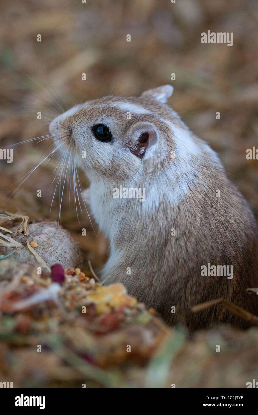Mongolian gerbils (Meriones), pet Stock Photo - Alamy