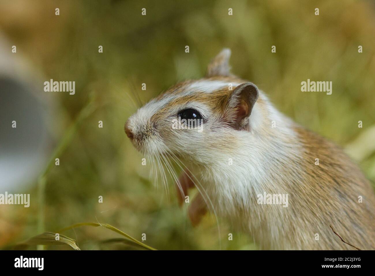 Mongolian gerbils (Meriones), pet Stock Photo - Alamy