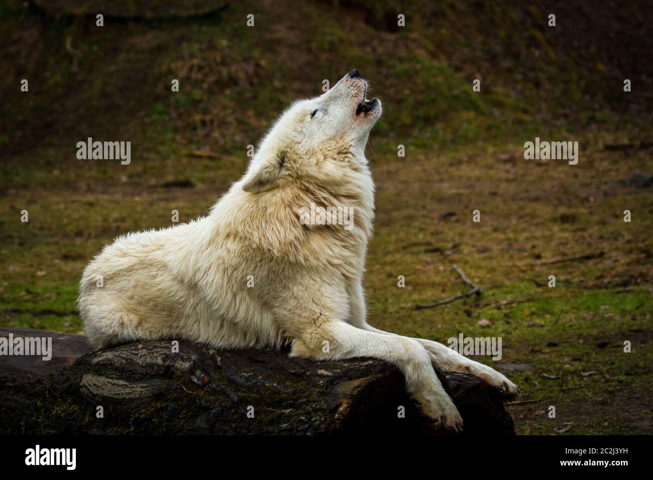 Greenland wolf hi-res stock photography and images - Alamy