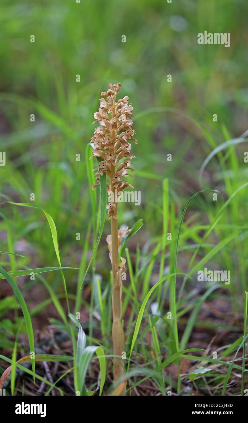 Native birds hi-res stock photography and images - Alamy
