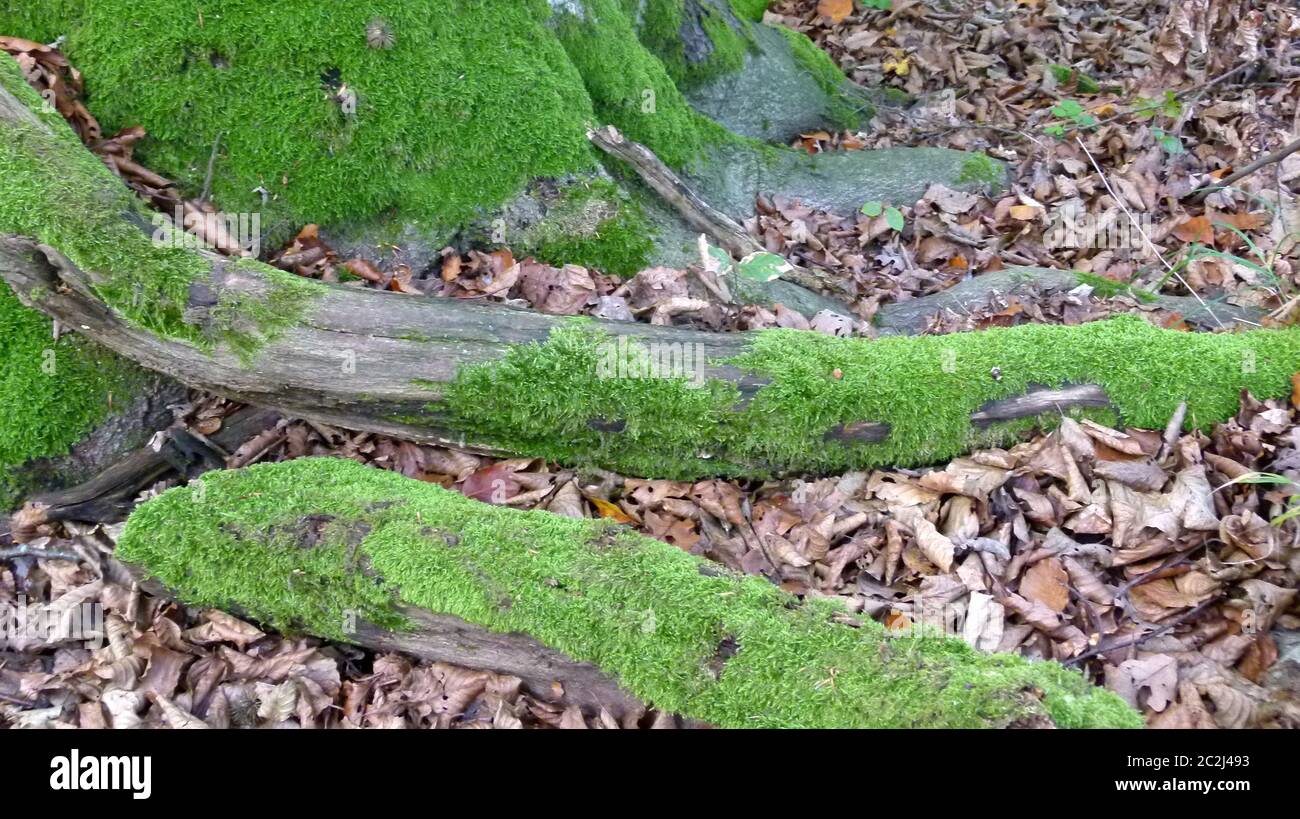 Tree root full of moss and leaves 1 Stock Photo - Alamy