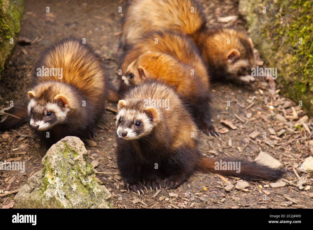Mustela putorius furo animal hi-res stock photography and images - Alamy